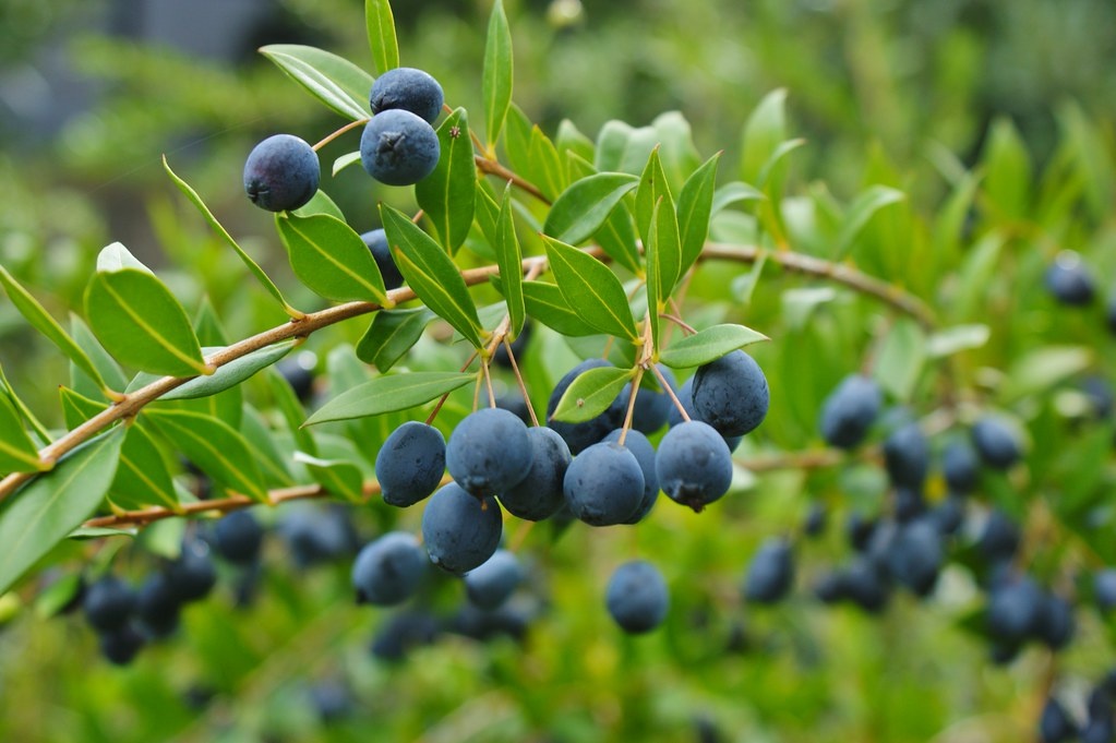 Mirt (30 seminte) True Myrtle - Myrtus communis, arbust cu frunze si ...