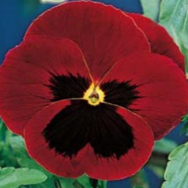 Seminte Flori - Seminte1