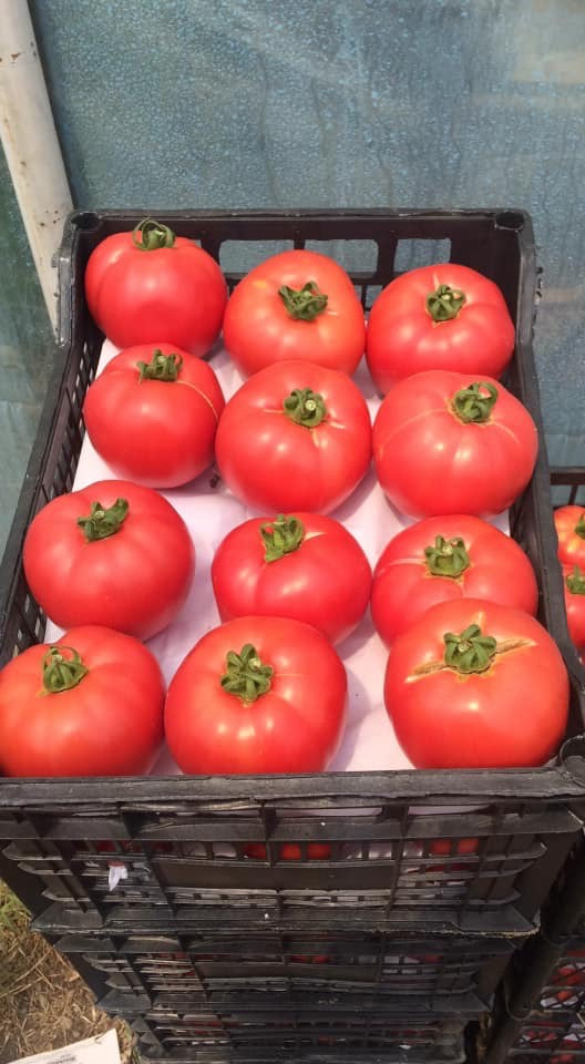 Pink Rock F1 (10 seminte) de rosii roz cu crestere nedeterminata, Yuksel