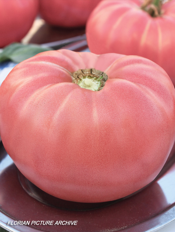 Roze de Gradina Gigant (150 seminte) de rosii roz de gradina Rozov ...