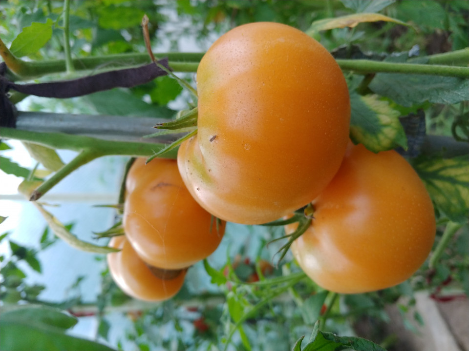 Amana Orange (40 seminte) rosii portocalii soi heirloom tip beefsteak ...