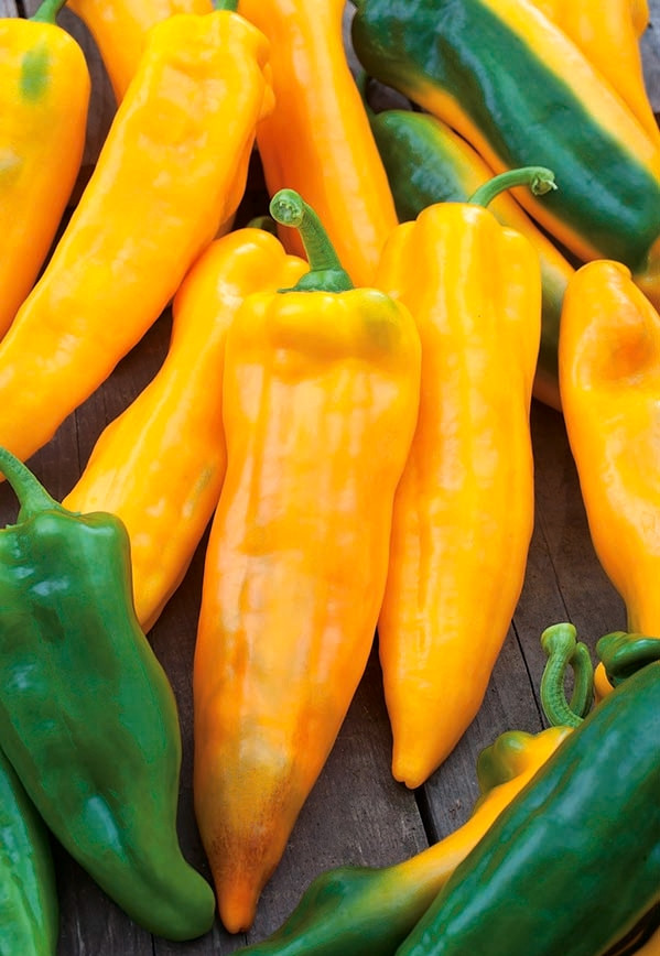 Seminte Ardei Capia - Seminte1