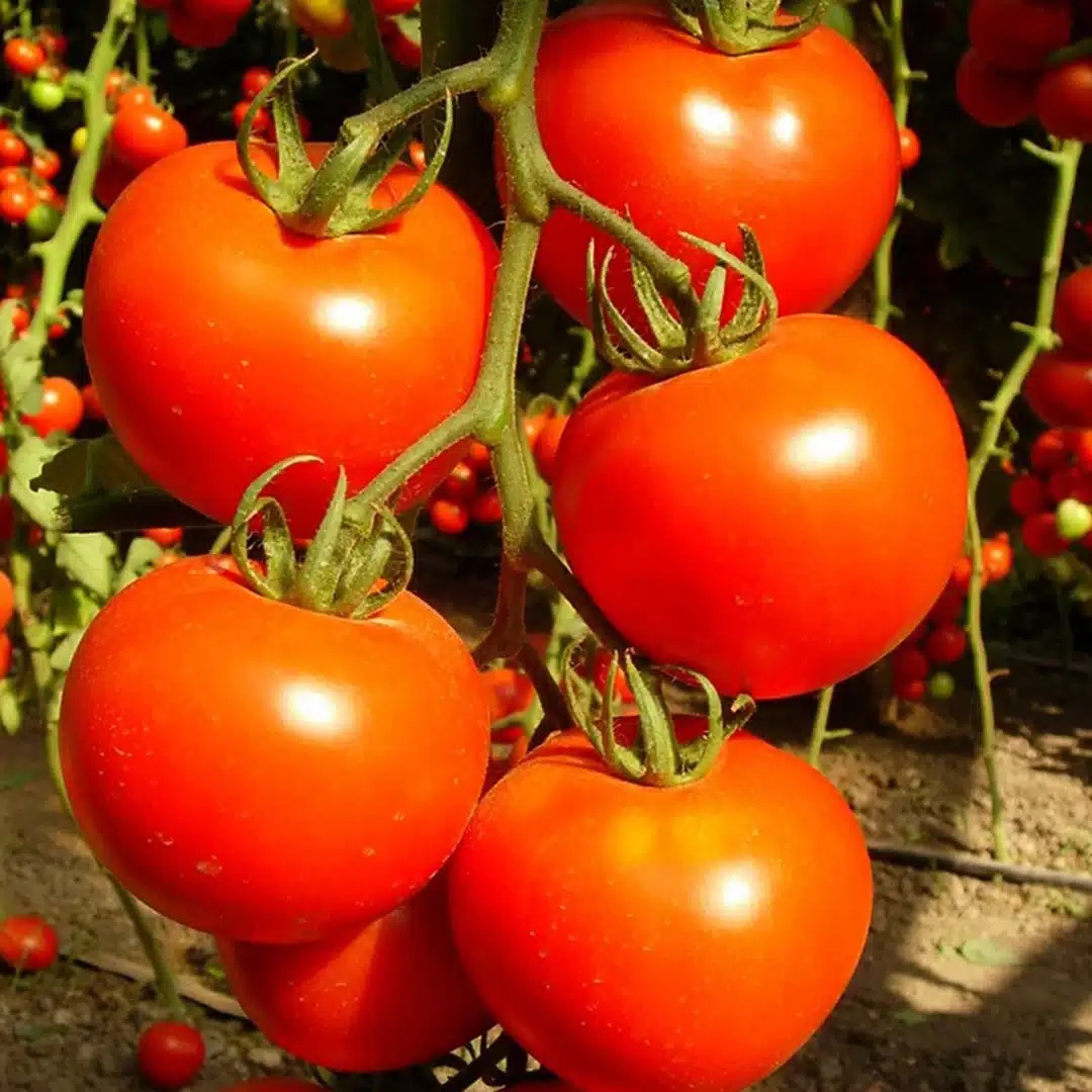 Seminte Rosii, Hazera Genetics - Seminte1