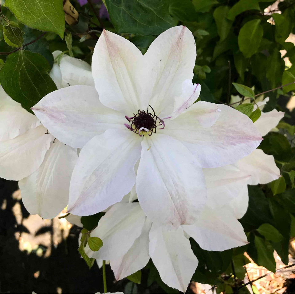 Clematite Matka Urszula Ledochowska (1.5 m in ghiveci de 2 L), tufa ...