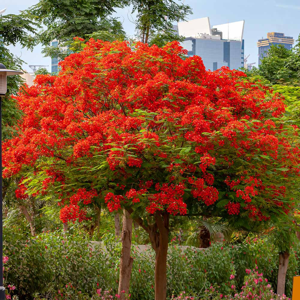 Copac Flacara (4 seminte), Arbore de Foc Delonix Regia, Toraf