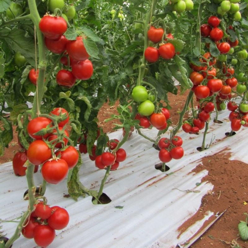 Emir F1 - 500 sem - Seminte de rosii ideale pentru cultura in spatii ...