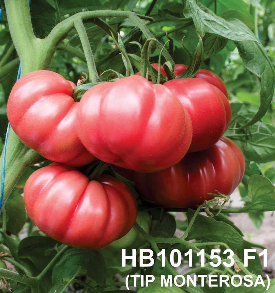 Seminte tomate roz - Seminte1