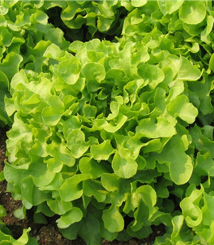 Isira (5 g) seminte de salata tip frunza de stejar ideala pentru ...