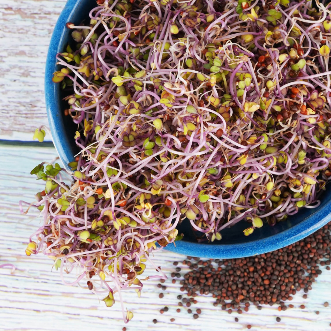 Kalarepa Czerwona - Gulie rosie (10 gr) seminte pentru germeni sau ...