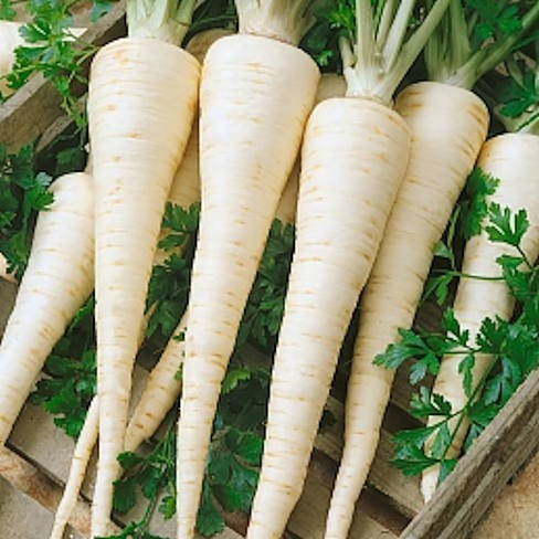 Seminte Legume - Seminte1