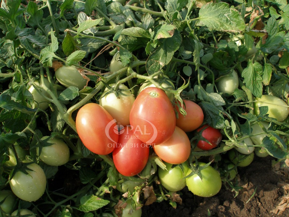 Seminte tomate roz - Seminte1