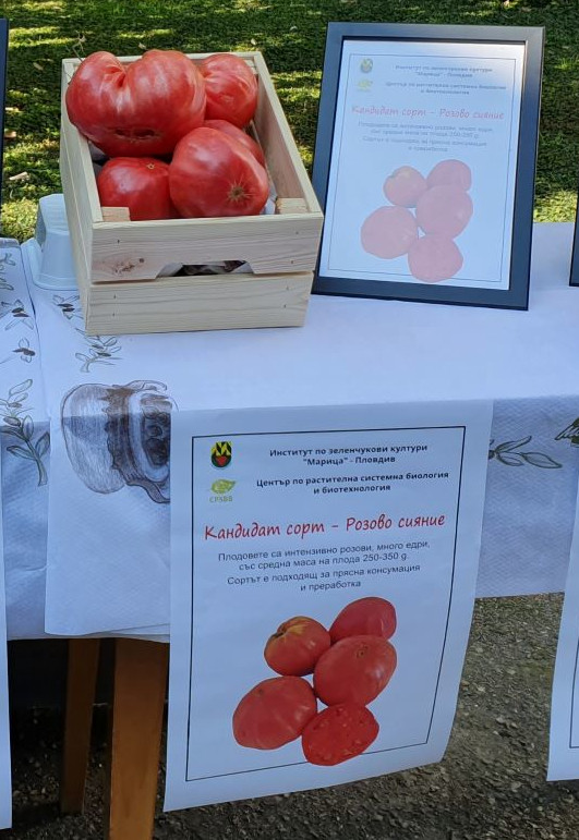 Roza Aurora (150 seminte) de rosii roz mari tip grasa gigant gust ...