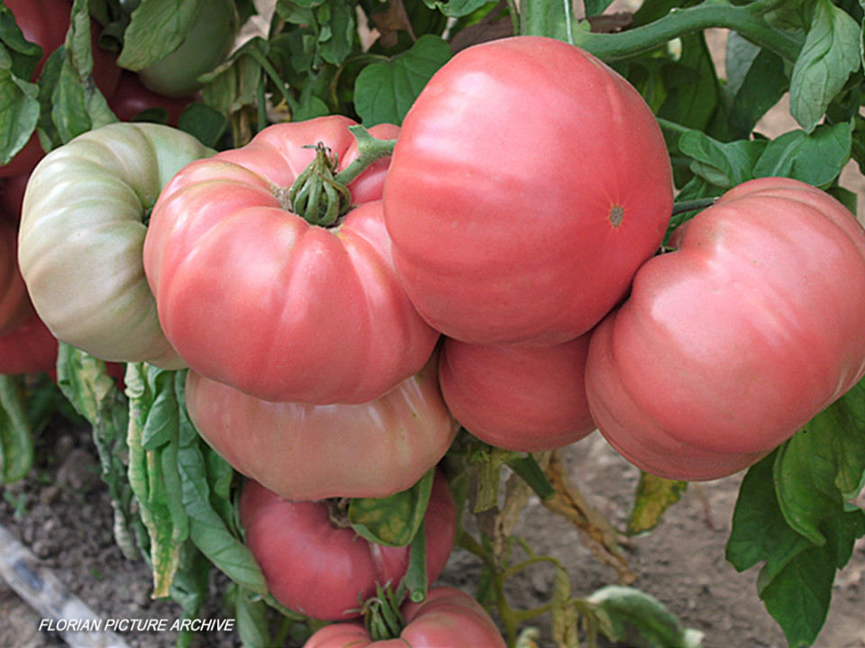 Roze de Gradina Gigant (150 seminte) de rosii roz de gradina Rozov ...