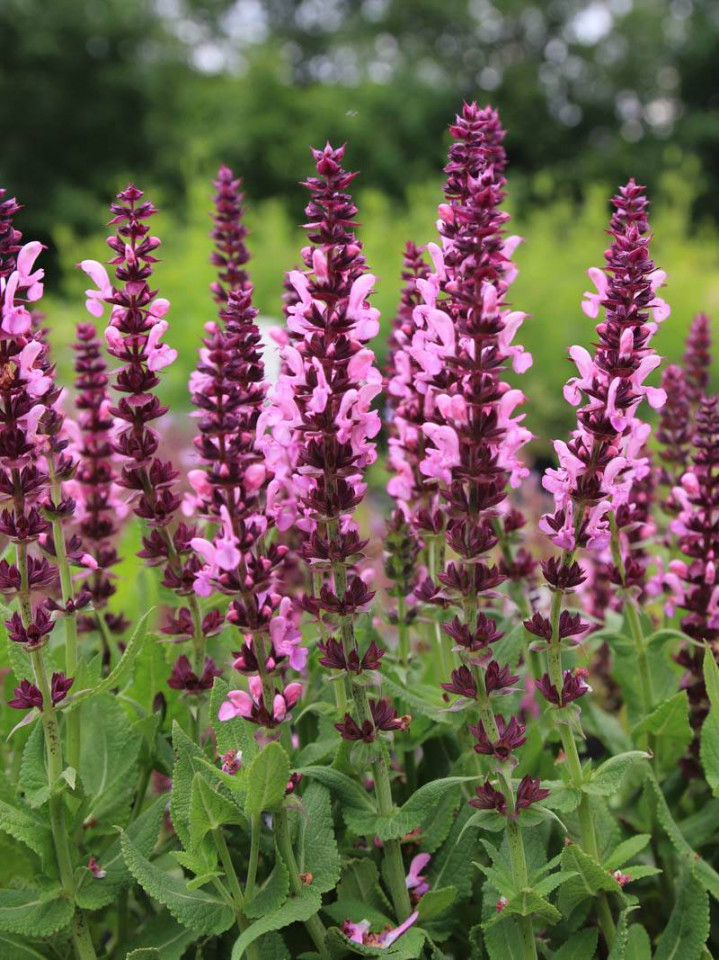 Salvia nemorosa Bright Rose Compact (in ghiveci de 1 L), rasad de ...