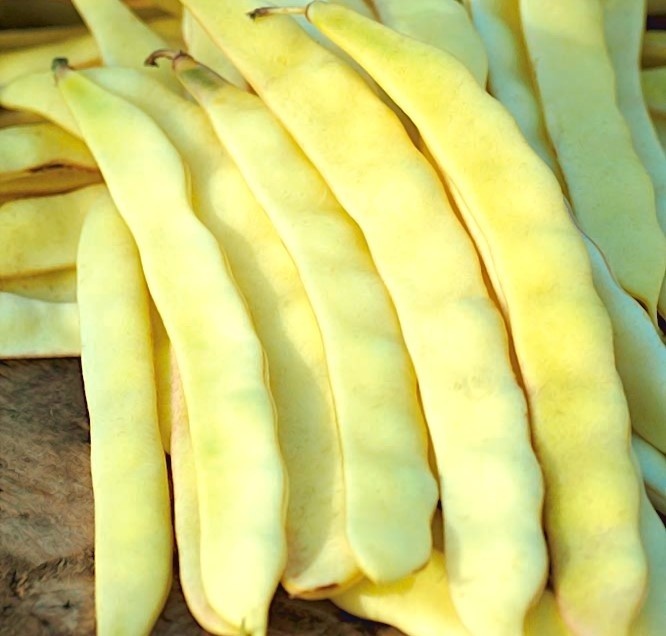 Serpedor (15 gr), seminte fasole pitica soi timpuriu, pastai galbene ...