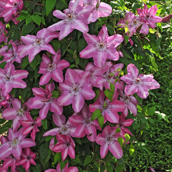 Clematite Bieszczady (1.5 m in ghiveci de 2 L) tufa ornamentala ...