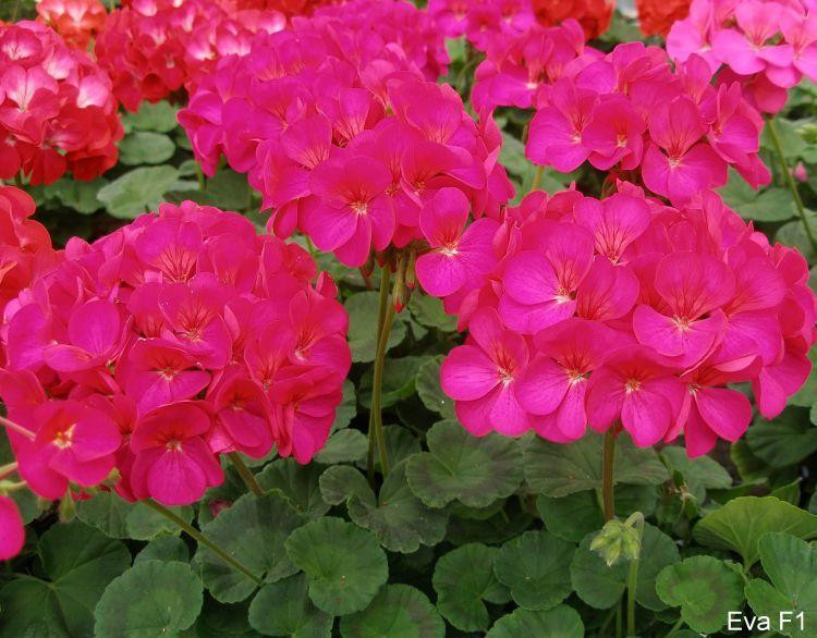 Eva H (7 seminte) muscata roz inchis hibrid, planta anuala, flori mari ...