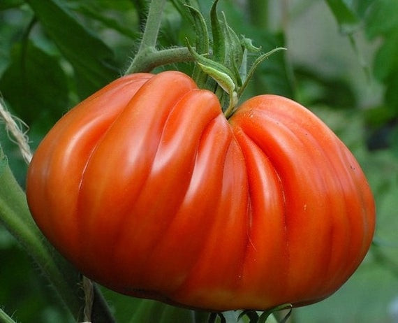 Seminte Rosii - Seminte1