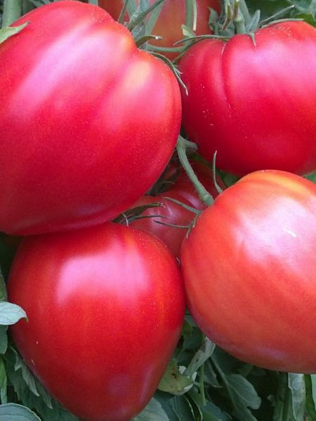 Seminte Rosii - Seminte1