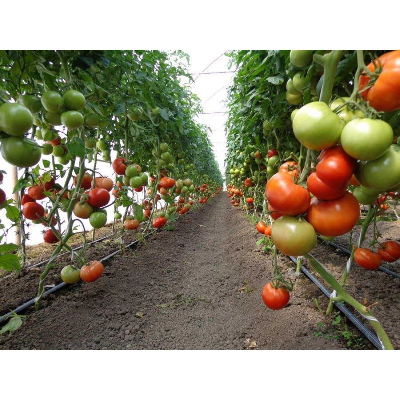 Mahitos F1 (100 seminte) tomate Nedeterminate Semitimpurii de tip beef ...