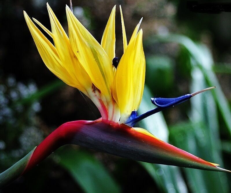 Pasarea Paradisului Galbena (4 seminte) Yellow Strelitzia Mandela's ...
