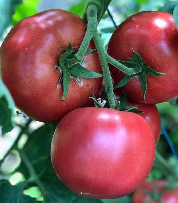 Pinkid F1 (100 seminte) rosii roz, pentru sere si solarii, Seminis