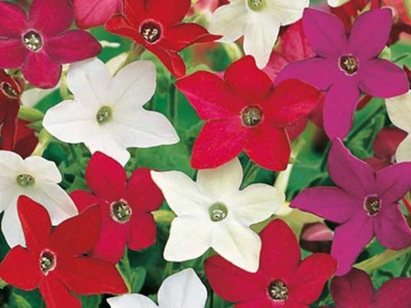 Regina Noptii (1250 seminte) flori Nicotiana x Sanderare mix de culori ...
