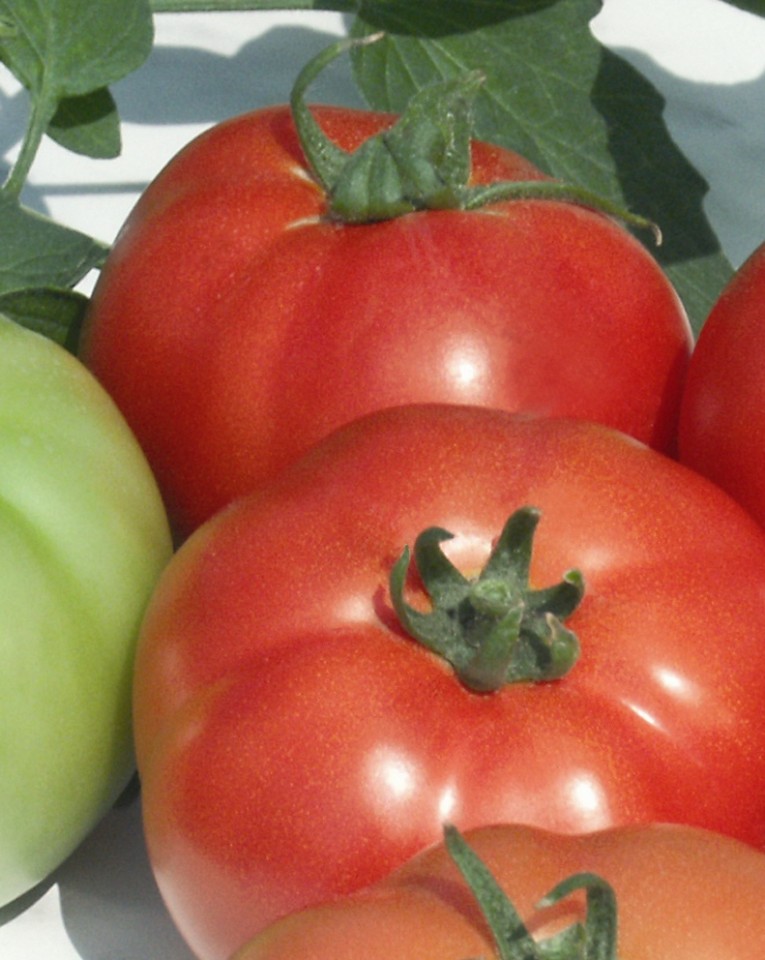 Seminte pentru rasaduri - Seminte1