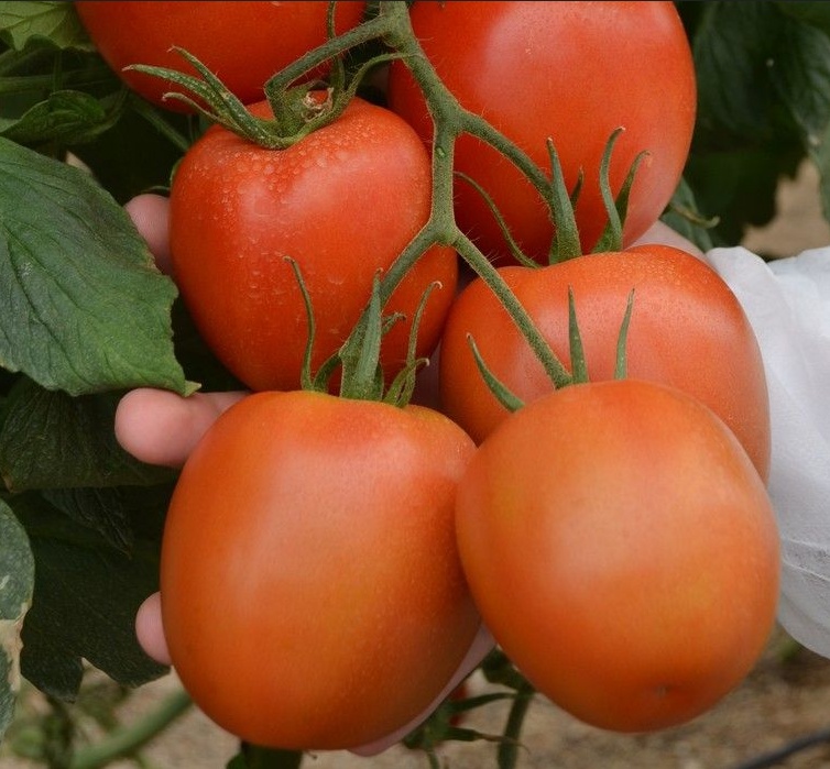 Seminte rosii de gradina - Seminte1