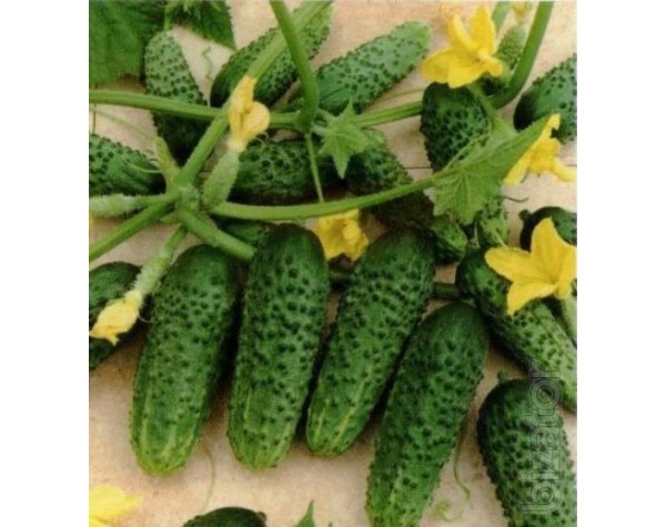 Sonate F1 (10 grame) castraveti cornichon flori predominant femele ...