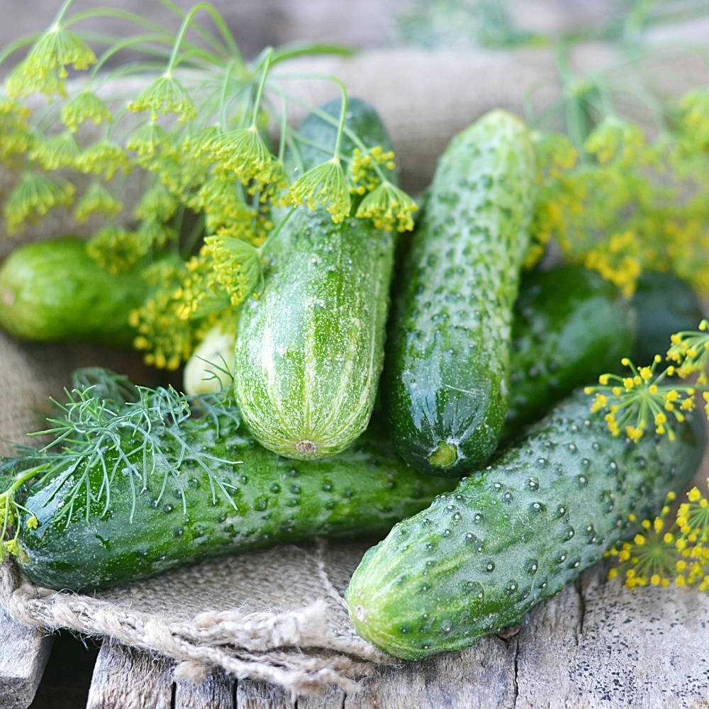 Soplica F1 (150 seminte) castraveti cornichon mici, flori femele ...