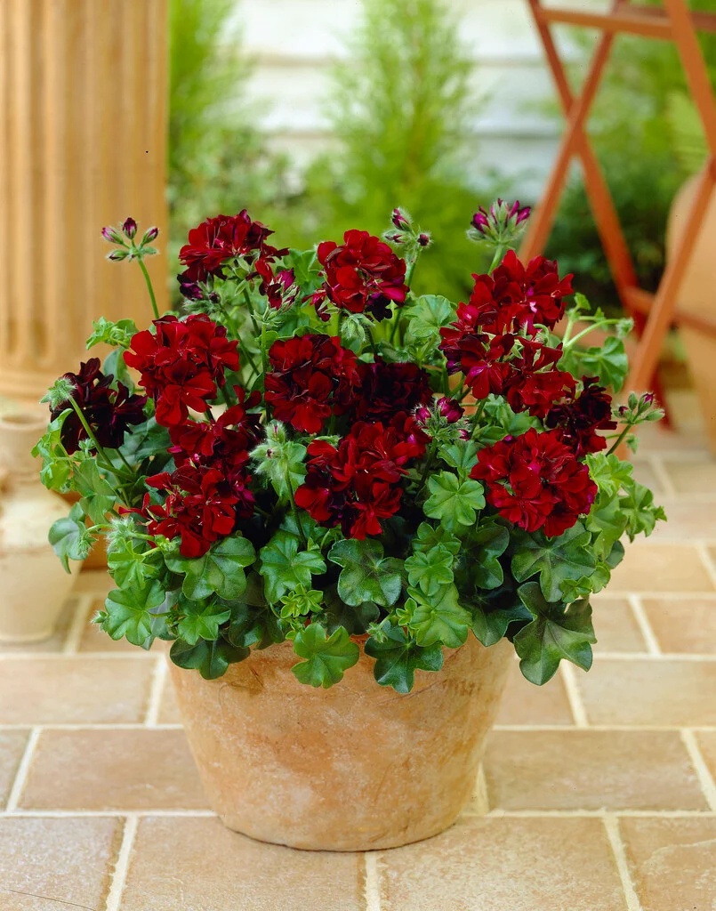 Summer Showers Burgundy F1 (5 seminte) muscata curgatoare flori rosii ...