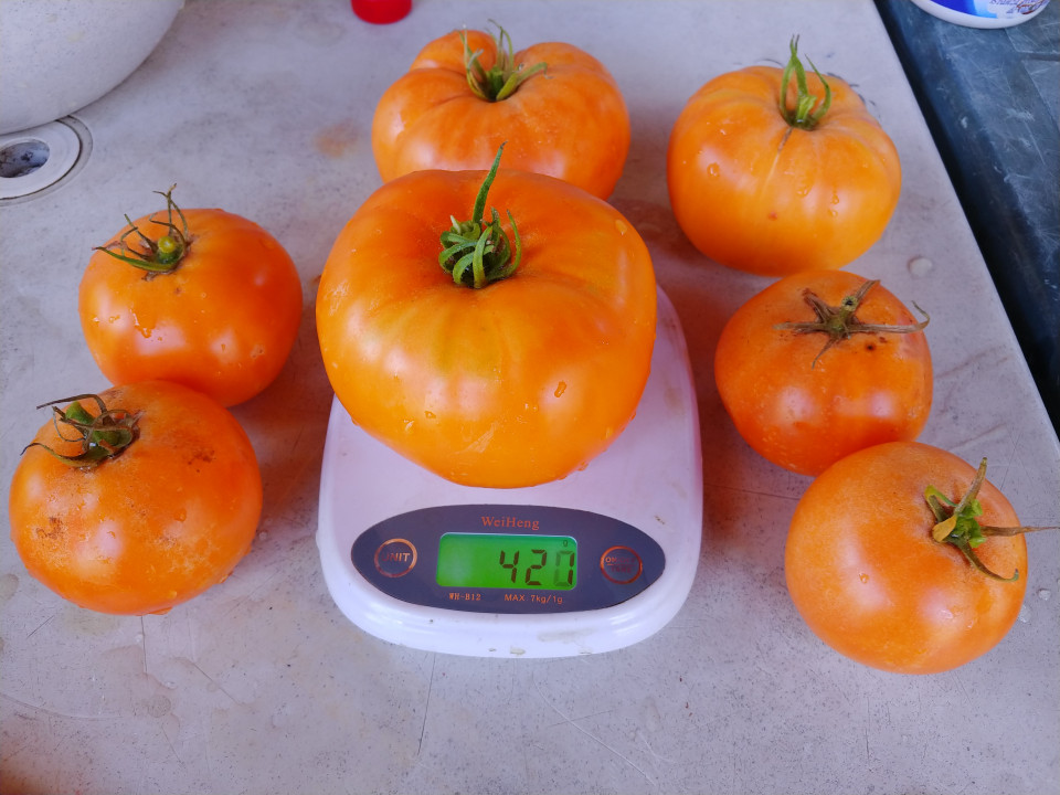 Amana Orange (40 seminte) rosii portocalii soi heirloom tip beefsteak ...