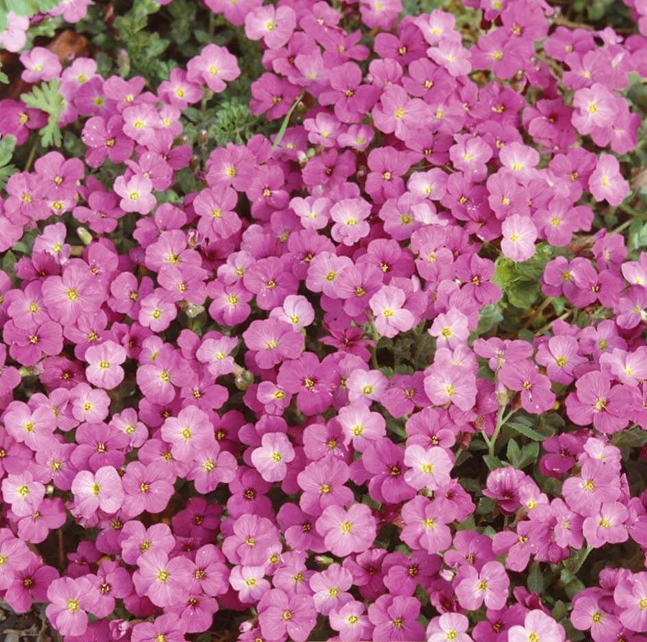 Micsunele (150 seminte) micsunele flori parfumate, Florian