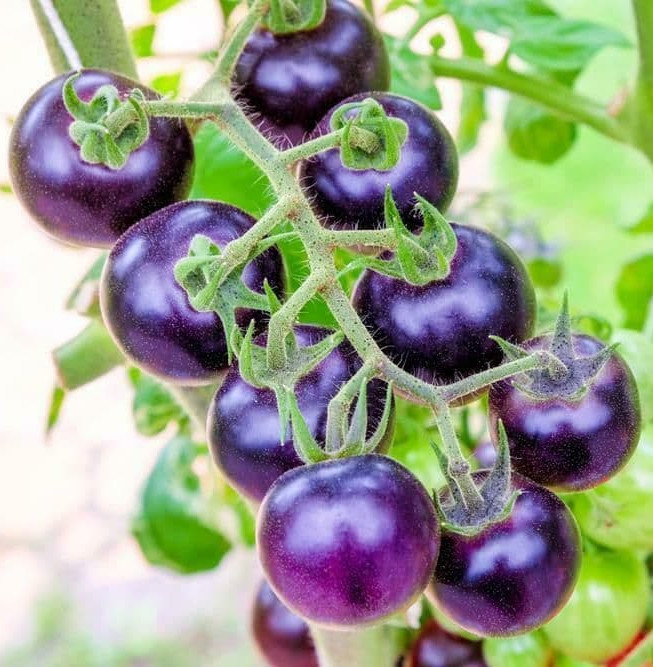 Blue Cherry (60 seminte) tomate semideterminate medii-timpurii ...