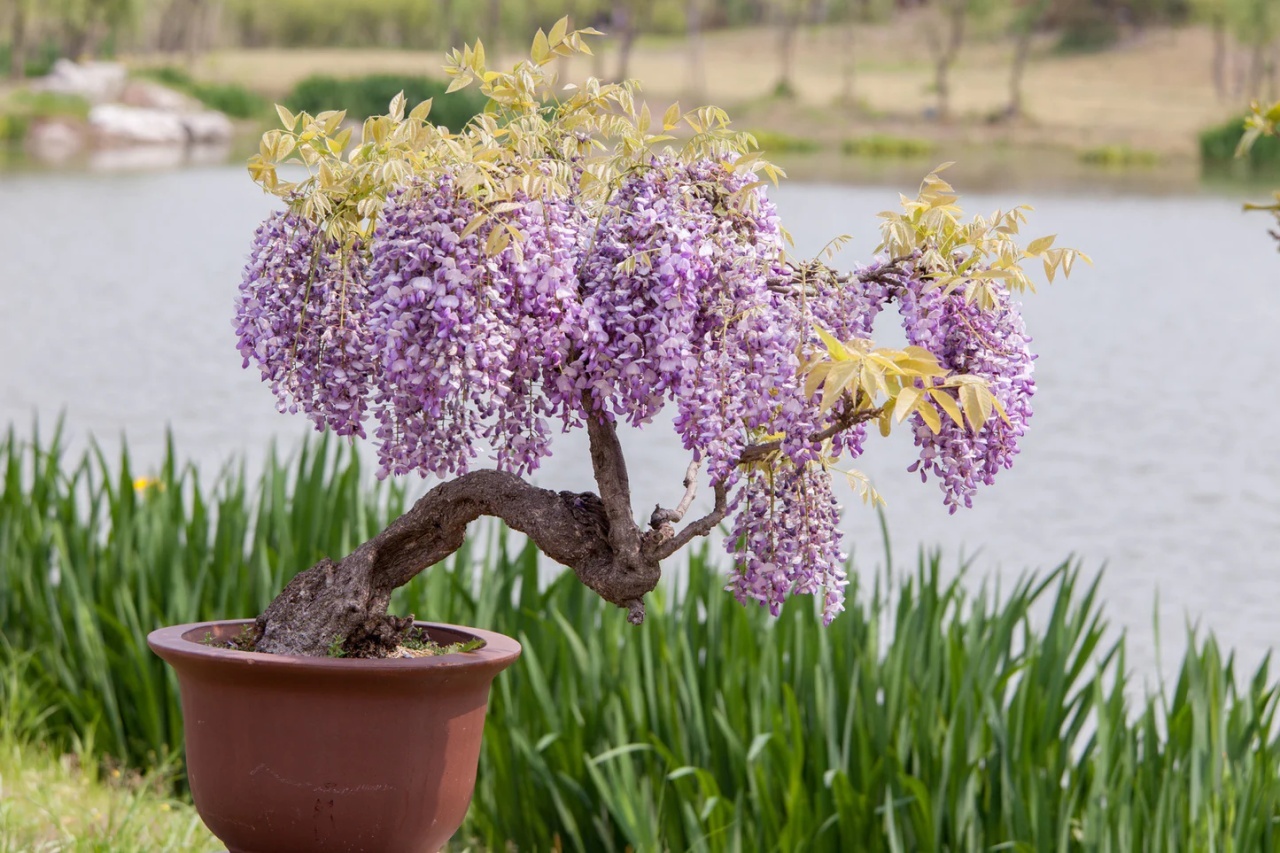 Bonsai Glicina Africana (15 seminte) Bonsai African Wisteria Tree ...
