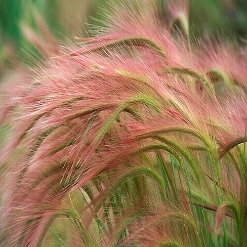Coada Vulpii (Hordeum Jubatum Foxtail Barley 0.15 gr de seminte) de ...