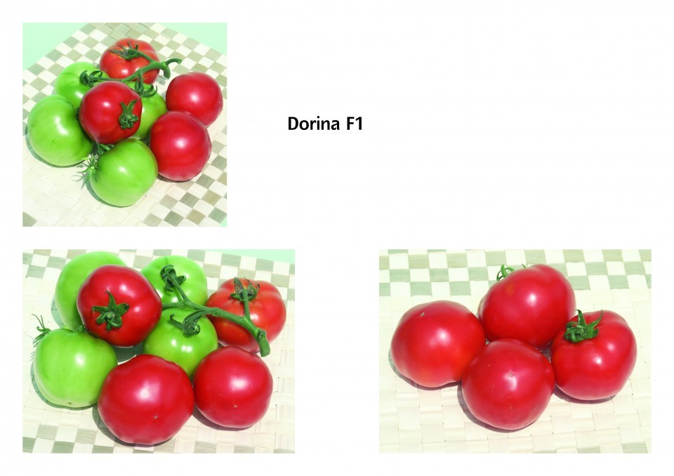 Dorina F1 (100 seminte) de rosii bulgaresti profesionale Geosem Select ...