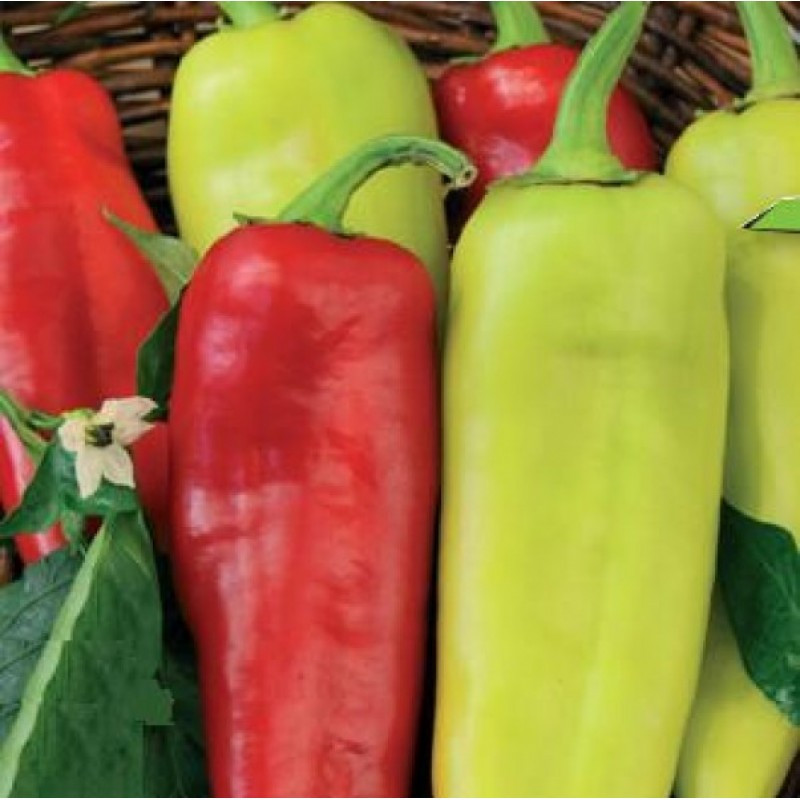 Seminte tomate romanesti - Seminte1