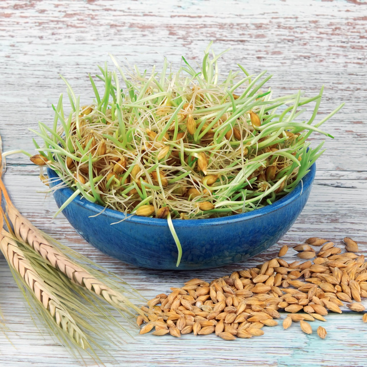 Mlody Jeczmien - Orz (30 gr) seminte pentru germeni sau vlastari de orz ...