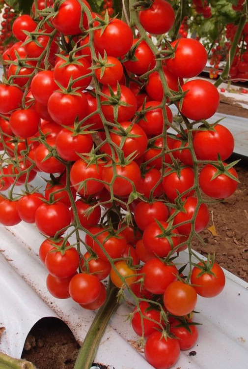 Rosii exotice, seminte de rosii exotice, rosii albe, galbene, rosii ...