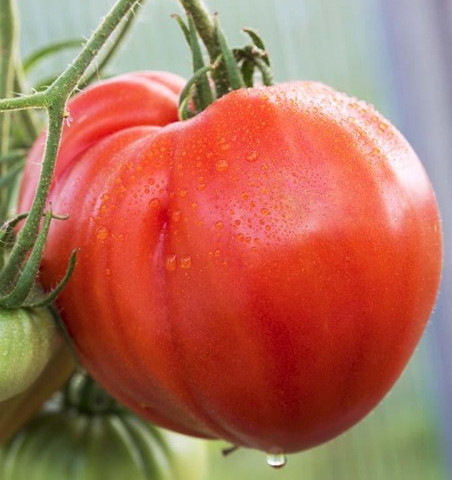 Oxheart (60 seminte) rosii inima de bou, soi clasic zemos de gradina ...