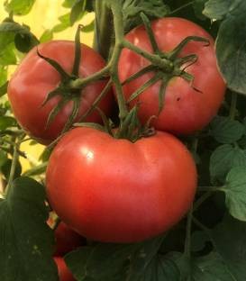 Pink Sky F1 (100 seminte) de rosii roz cu crestere nedeterminata cu ...