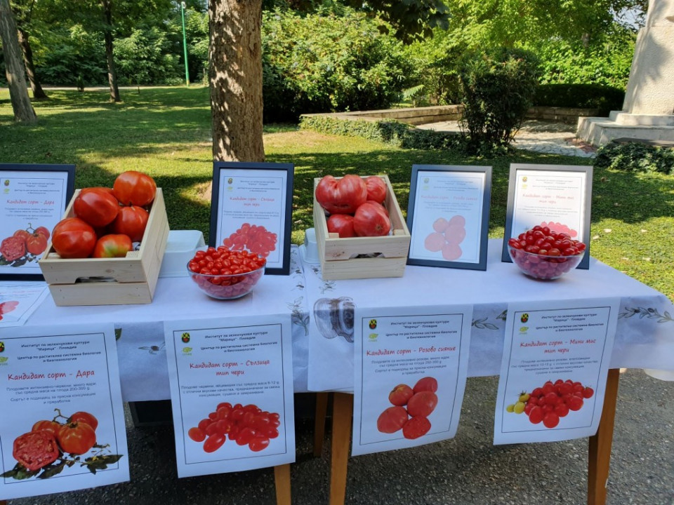 Roza Aurora (150 seminte) de rosii roz mari tip grasa gigant gust ...