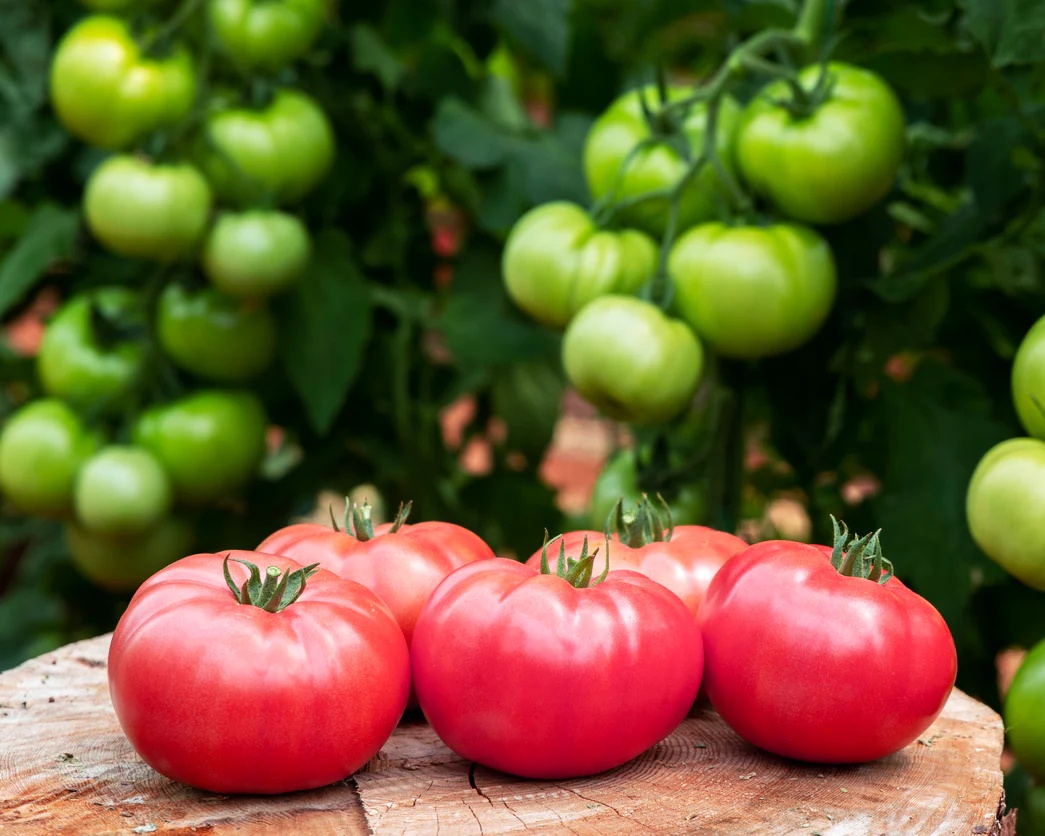 Rozov Gigant (60 seminte) tomate roz soi gigant clasic bulgaresc, gust ...