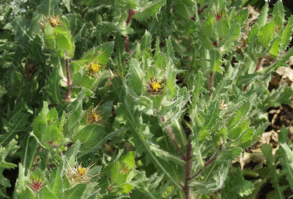 Schinel (50 seminte) St. Benedict's thistle - Cnicus Benedictus, planta ...