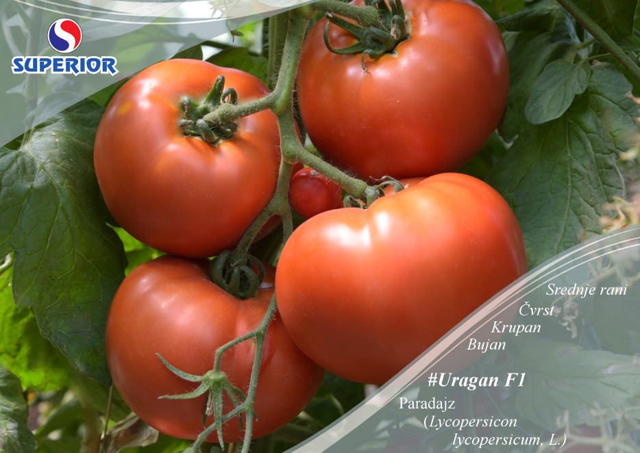 Seminte Rosii - Seminte1