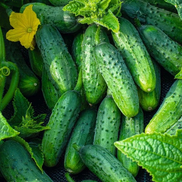 Venera F1 (20 seminte) castraveti cornichon timpurii, numai flori ...