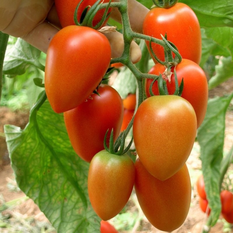 Zucchello F1 - 500 sem - Seminte de rosii nedeterminate tip Roma cherry ...