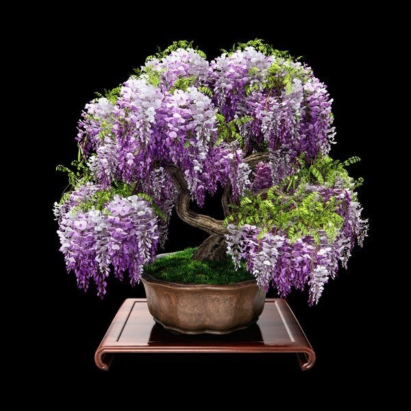 Bonsai Glicina Africana (15 seminte) Bonsai African Wisteria Tree ...